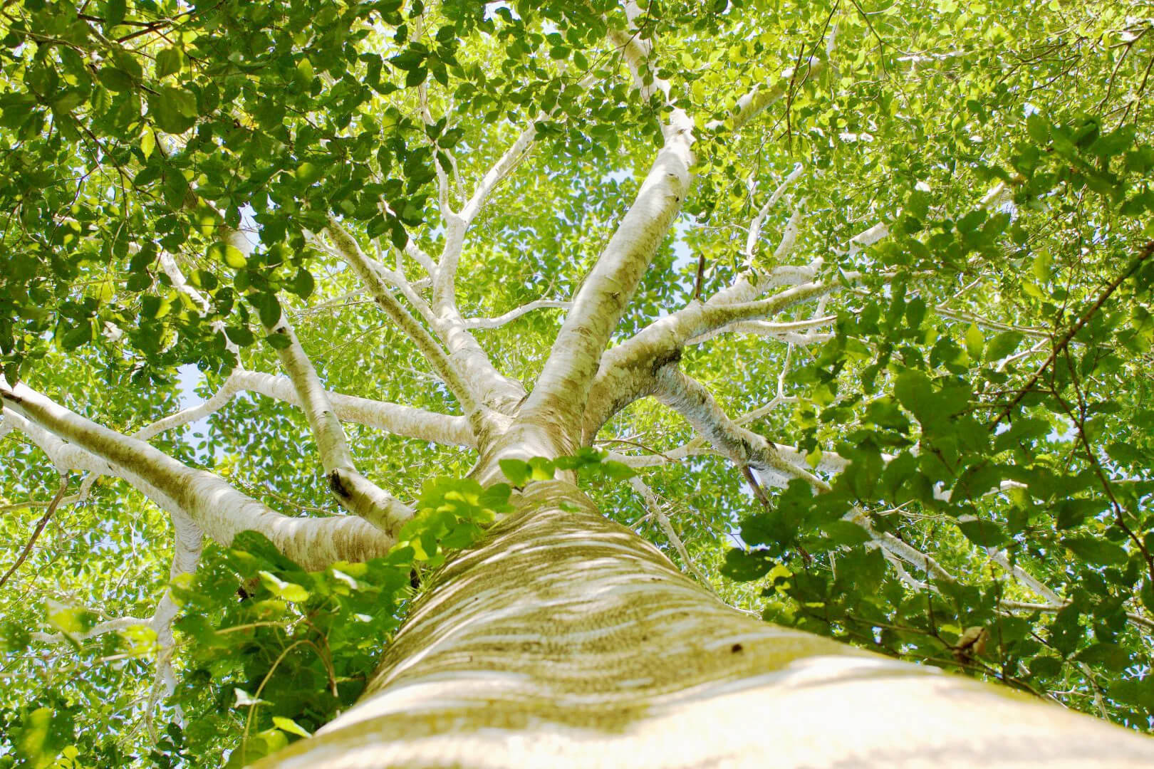 Zimex supports Trees for All - Zimex International